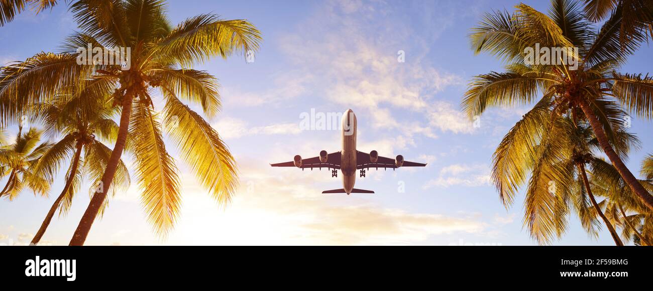 Coconut palms tree and airplane at sunset. Passenger plane above ...