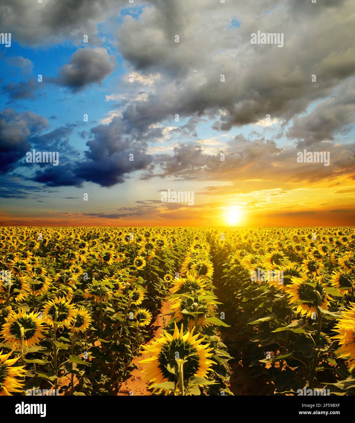 Sunflower sunrise hi-res stock photography and images - Alamy