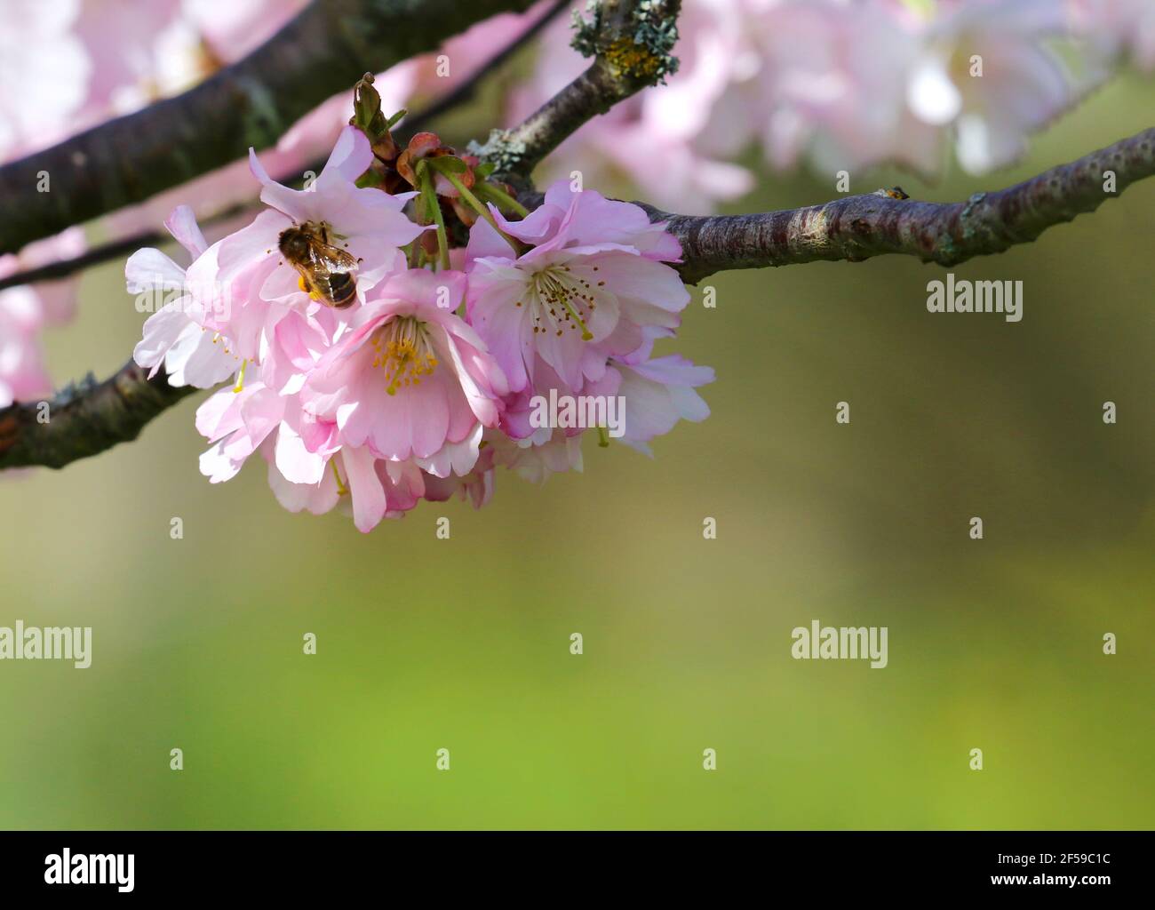 Weeping Cherry High Resolution Stock Photography and Images - Alamy
