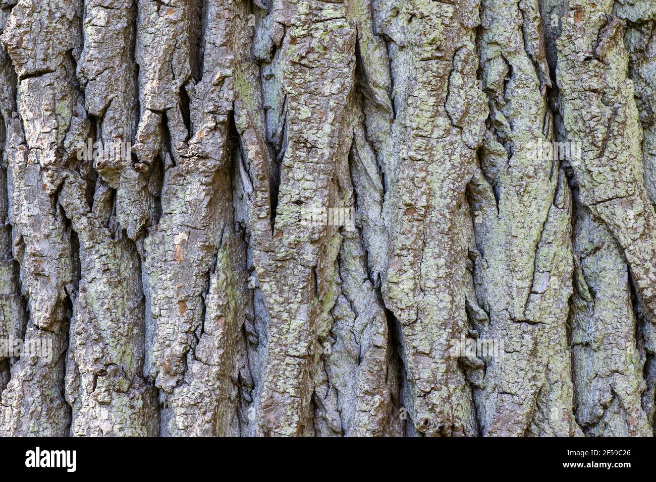 Closeup detail of tree bark surface. Rough wood texture. Poplar tree ...