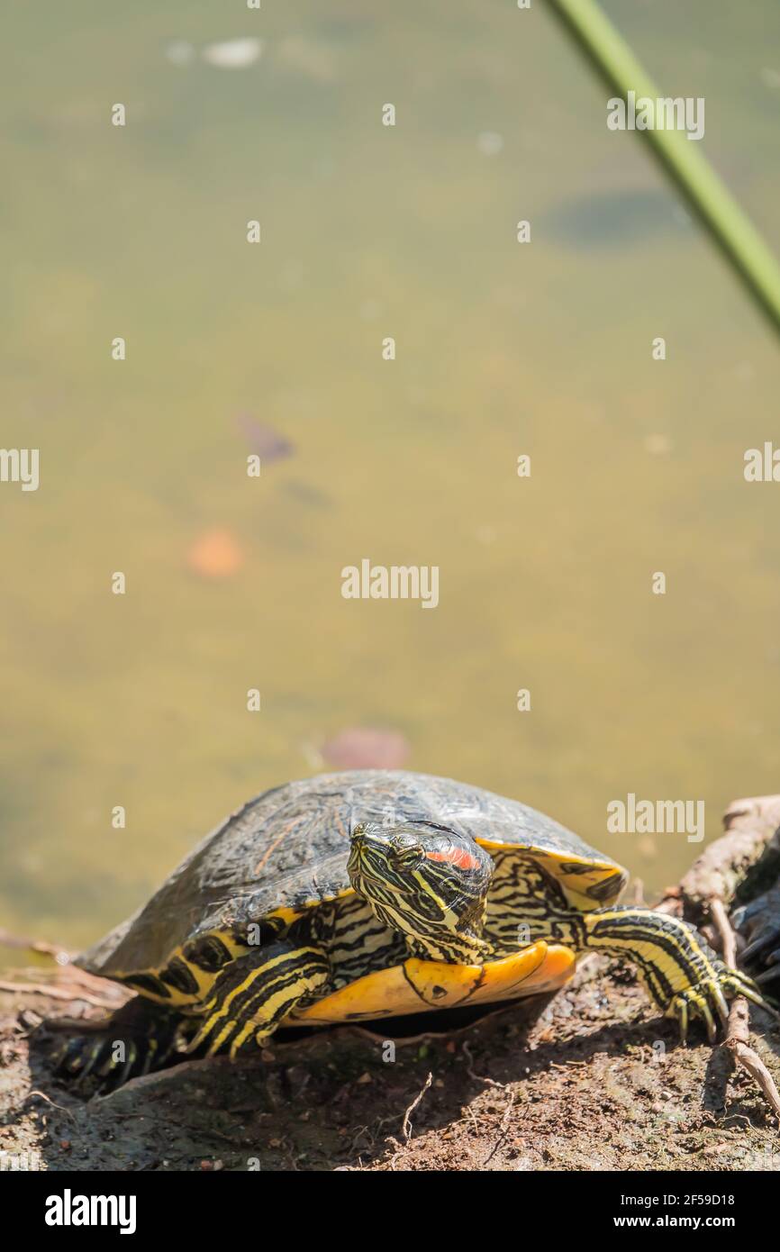 Vertical shot of a turtle sunbathing Stock Photo - Alamy