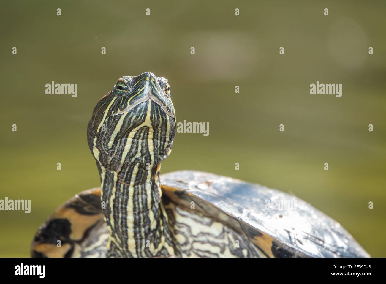 Green turtle eye detail hi-res stock photography and images - Alamy