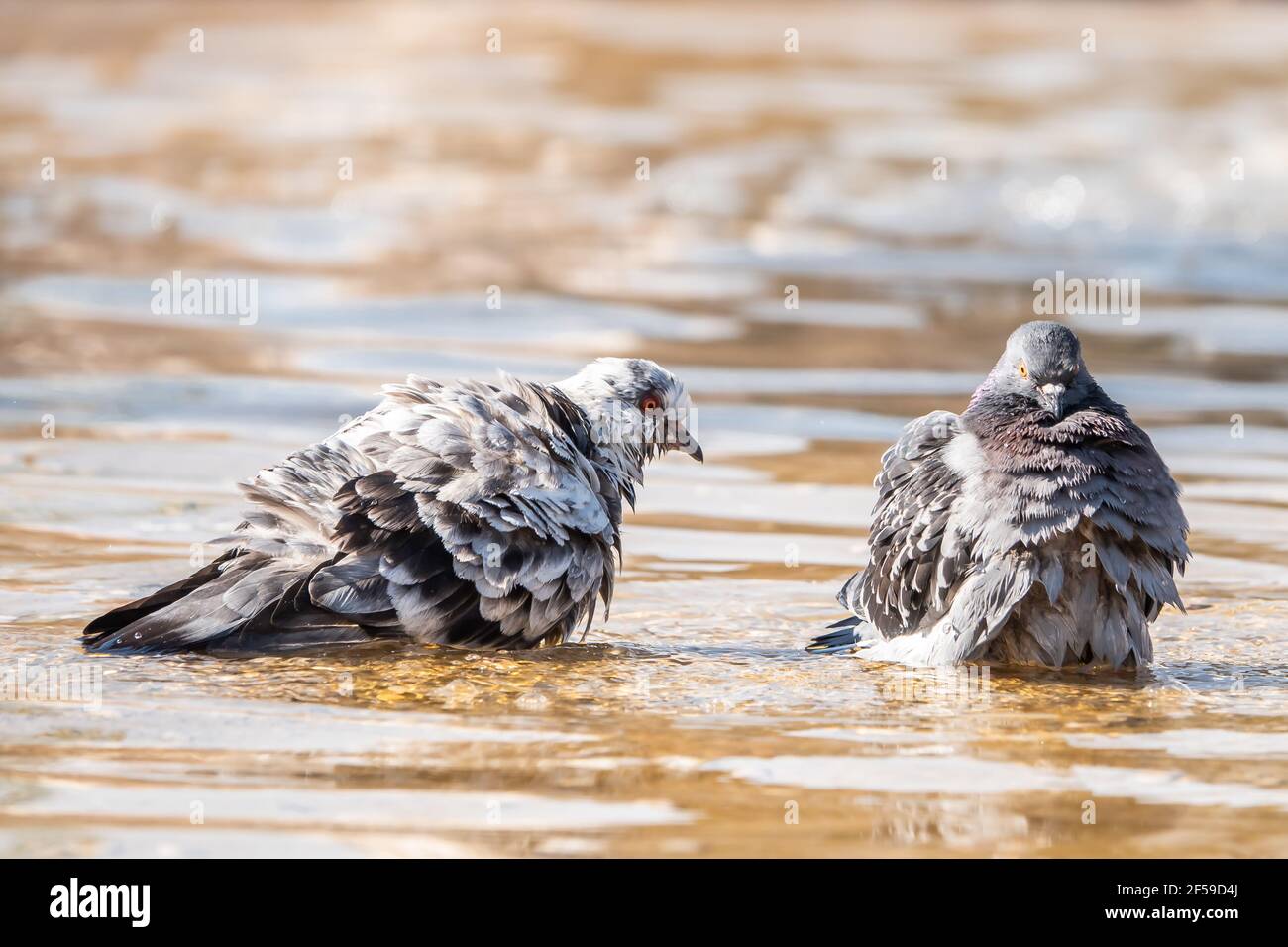 Closeup shot of pigeons taking a bath Stock Photo - Alamy