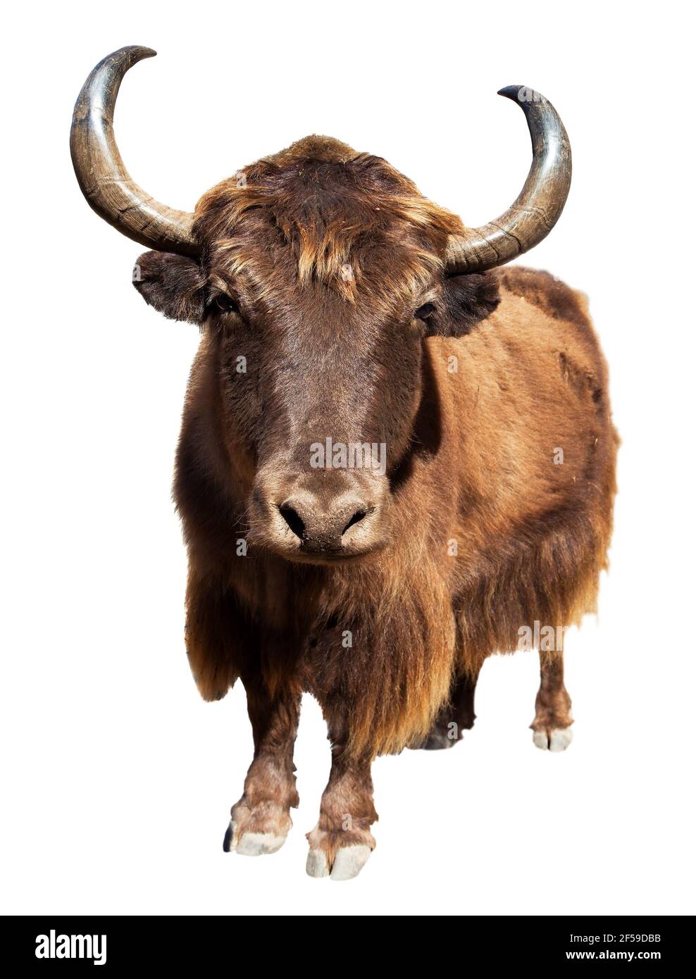 brown yak in Latin Bos mutus isolated on white background, Yak is farm ...