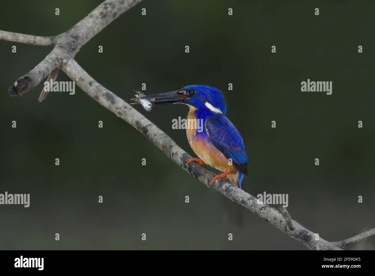 Azure Kingfisher - with fish Alcedo azurea Daintree River Queensland ...
