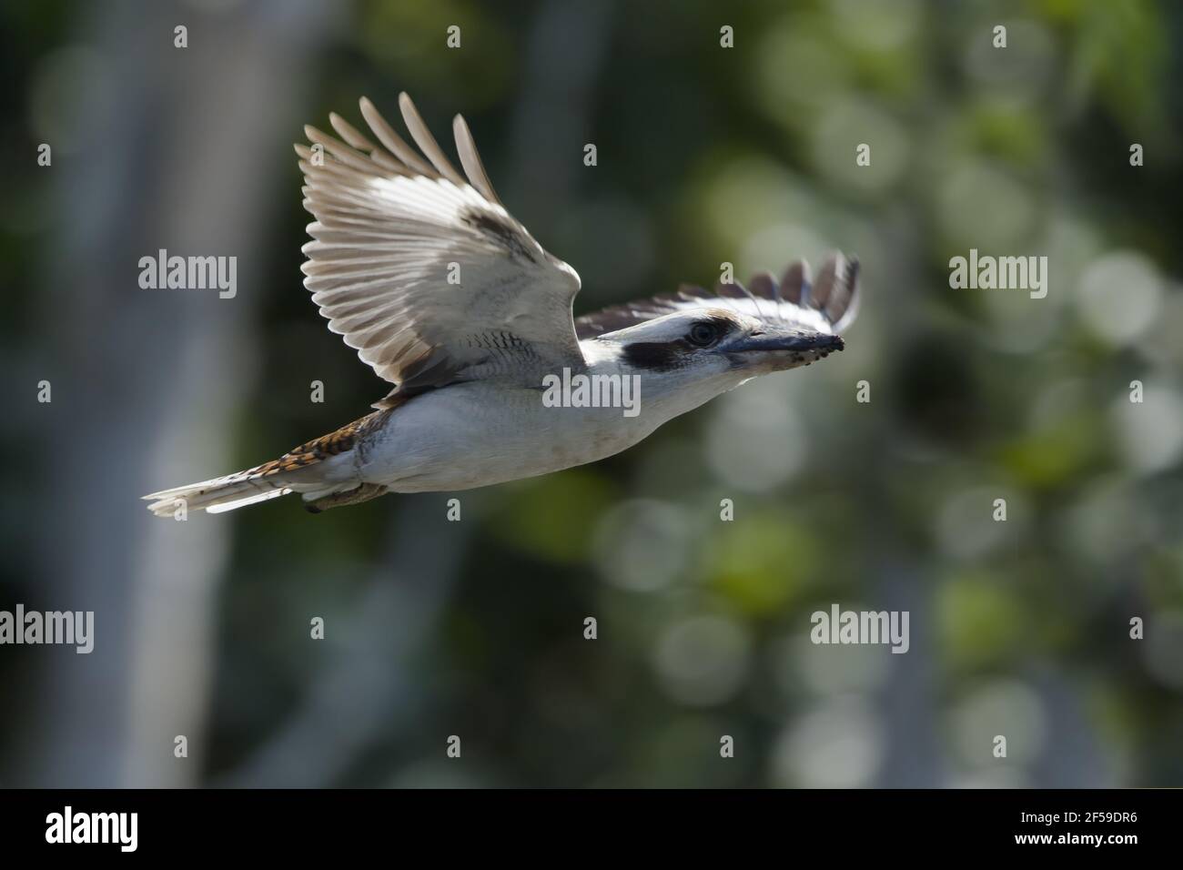 Kookaburra flying hi-res stock photography and images - Alamy