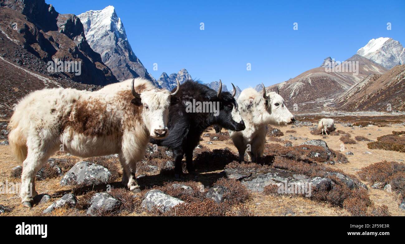 Three yaks hi-res stock photography and images - Alamy