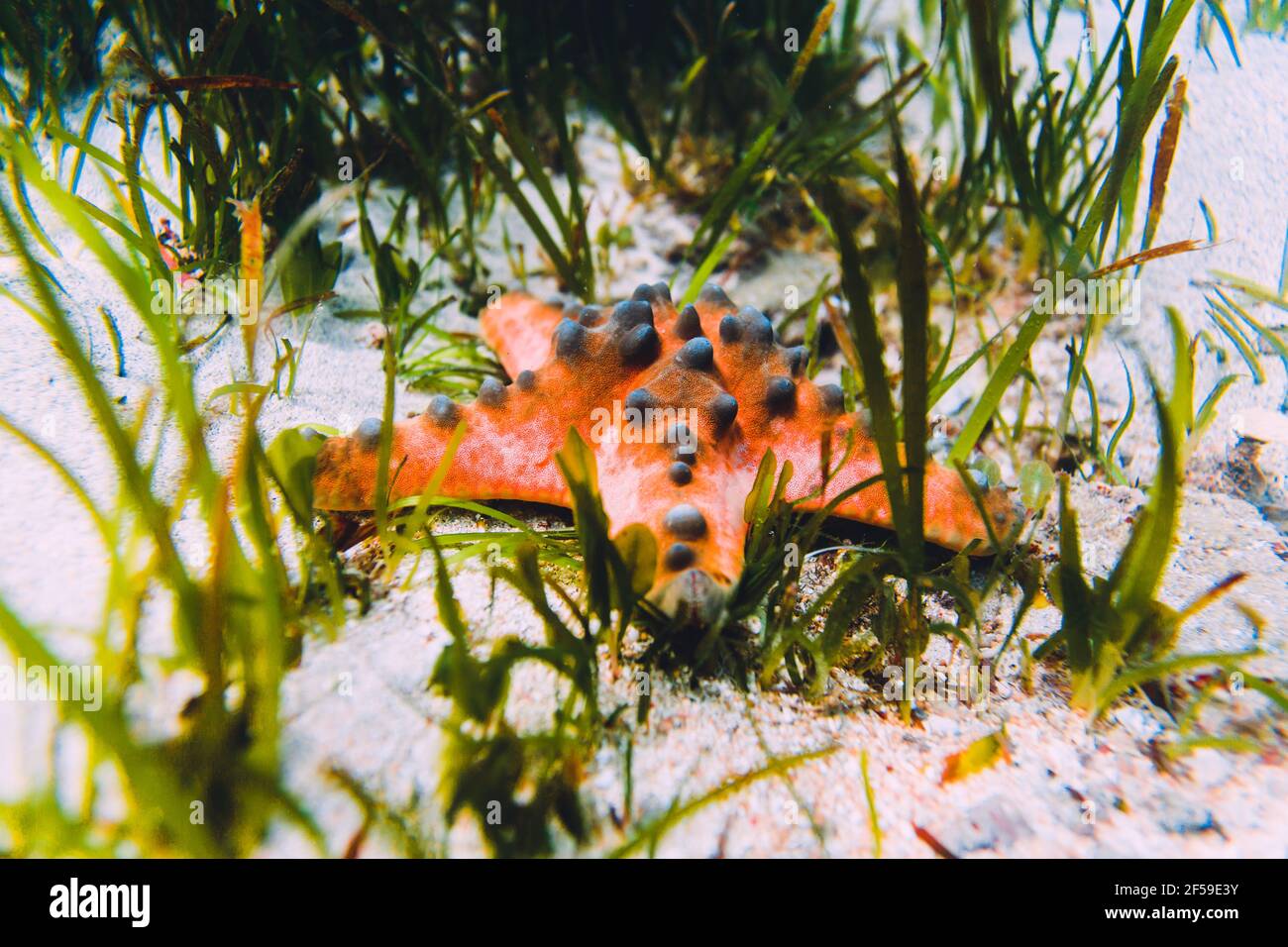 Starfish underwater hawaii hi-res stock photography and images - Alamy