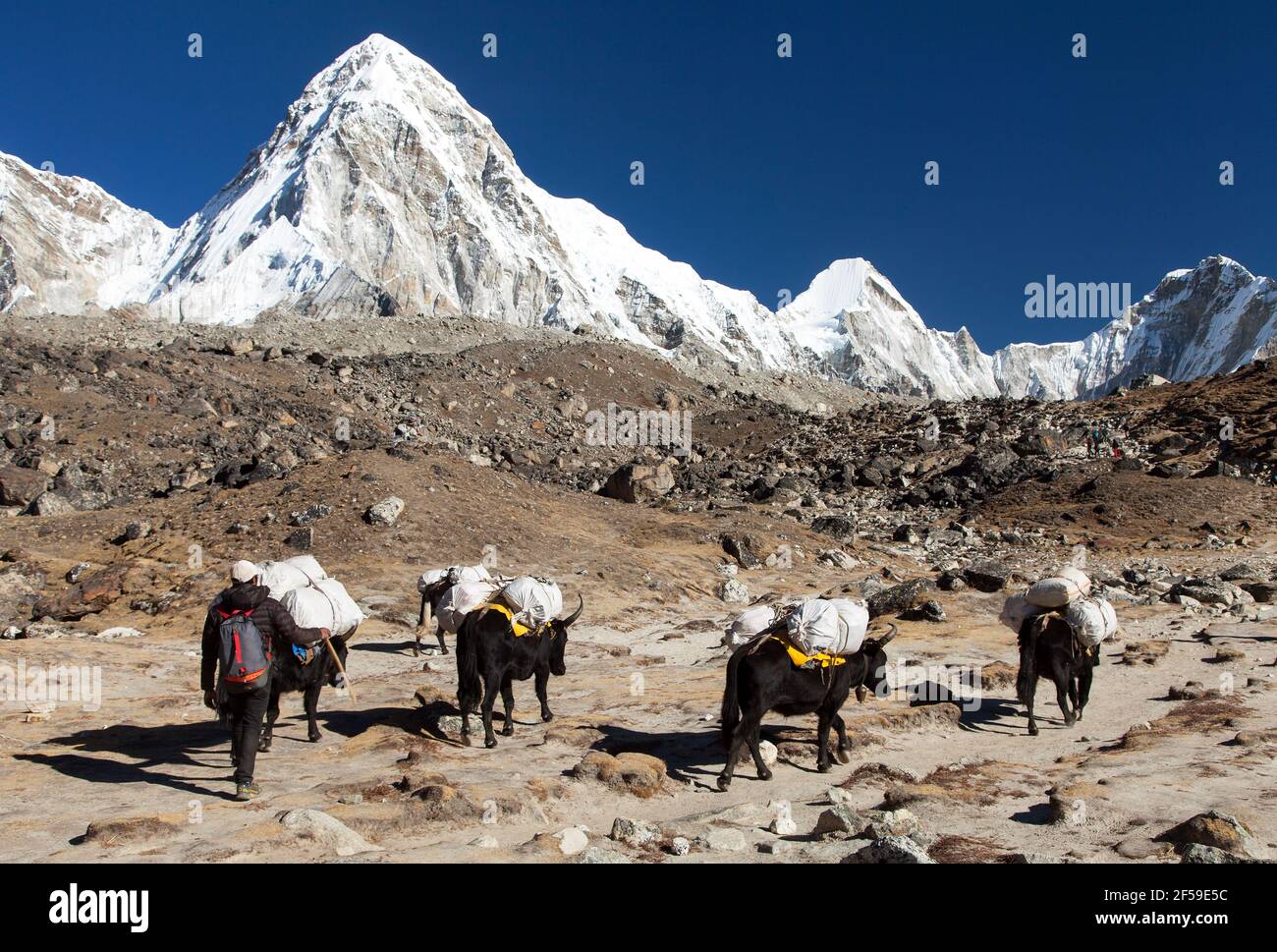 Nepal yak caravan hi-res stock photography and images - Alamy