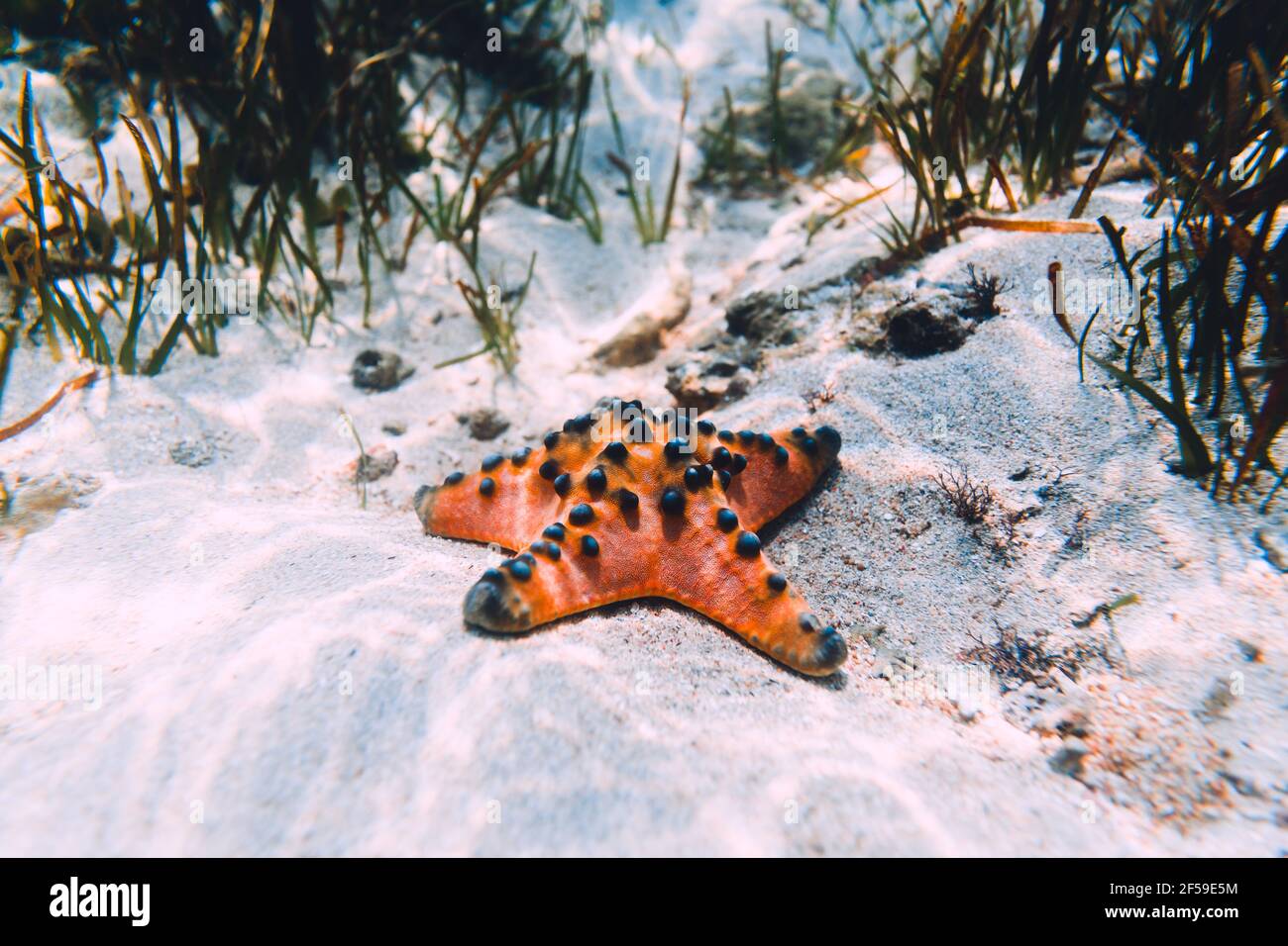 Starfish and sea weed underwater in tropical sea Stock Photo - Alamy