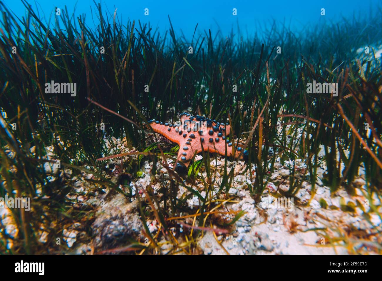 Starfish underwater hawaii hi-res stock photography and images - Alamy