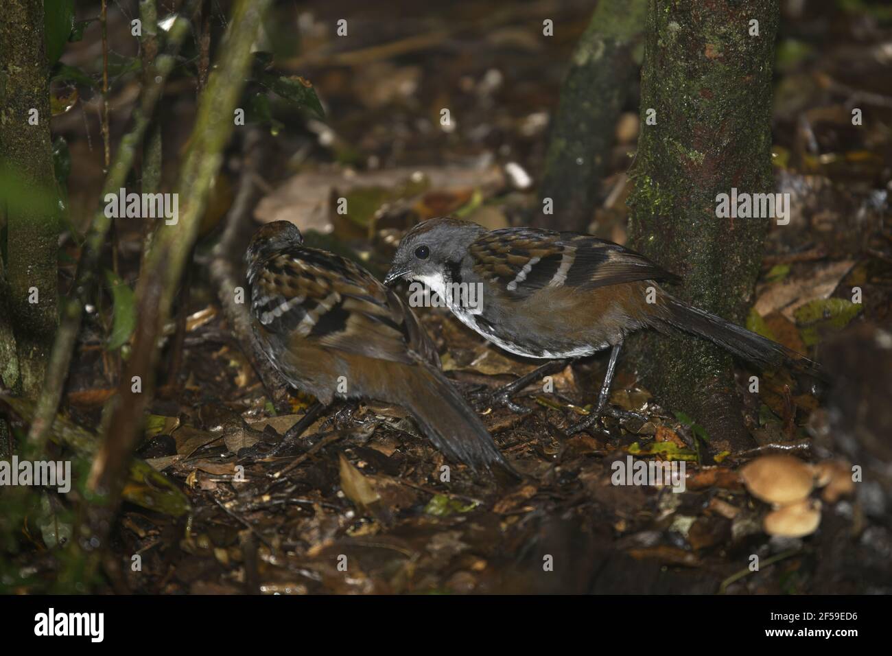 Australian Logrunner - male Orthonyx temminckii Lamington National Park ...