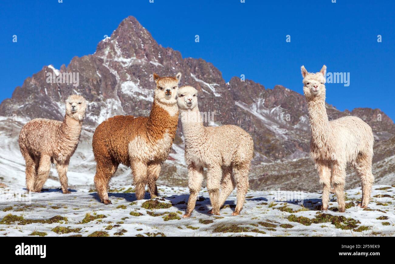 White llama mountains hi-res stock photography and images - Alamy