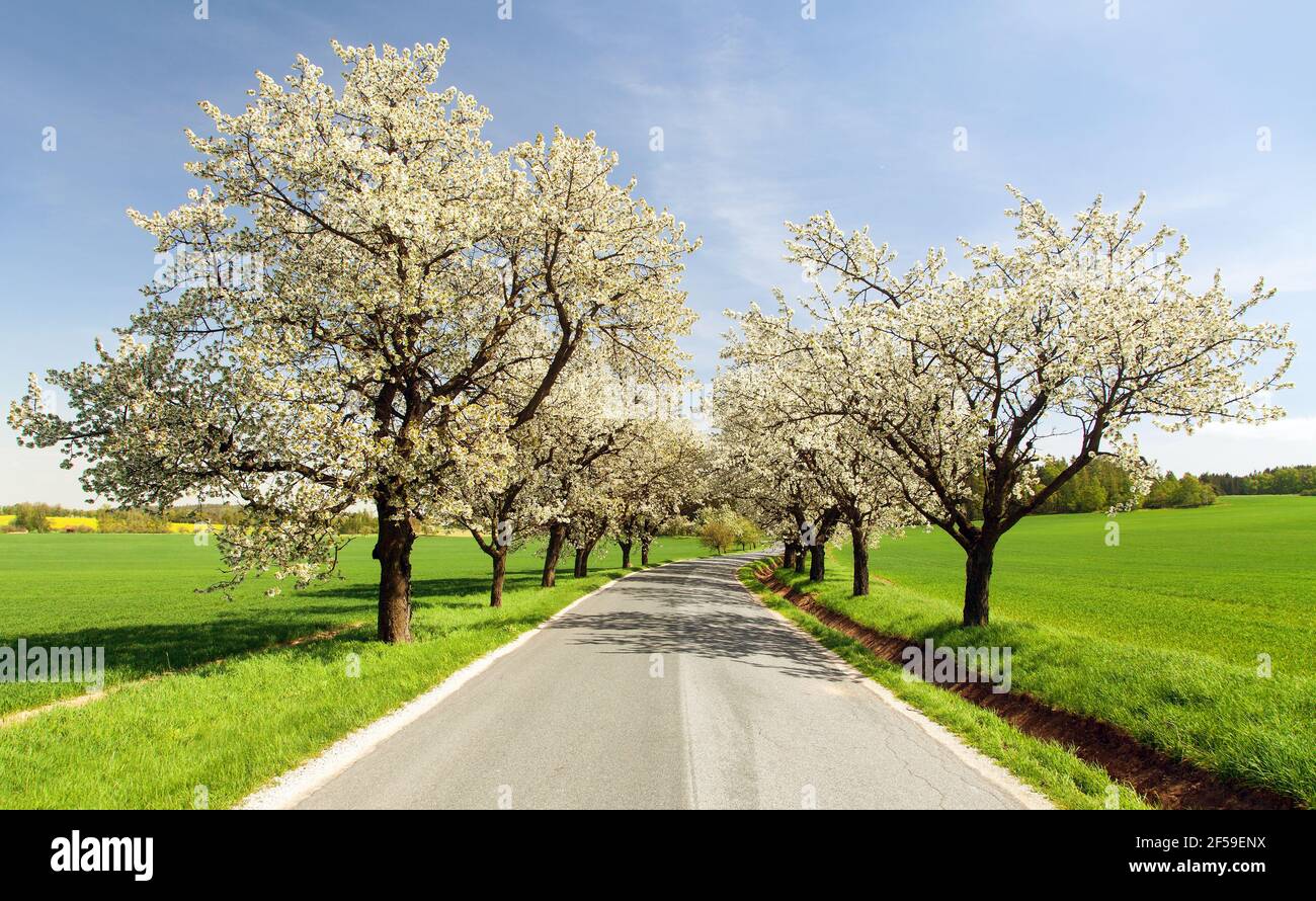 road and alley of flowering cherry trees in latin Prunus cerasus with ...