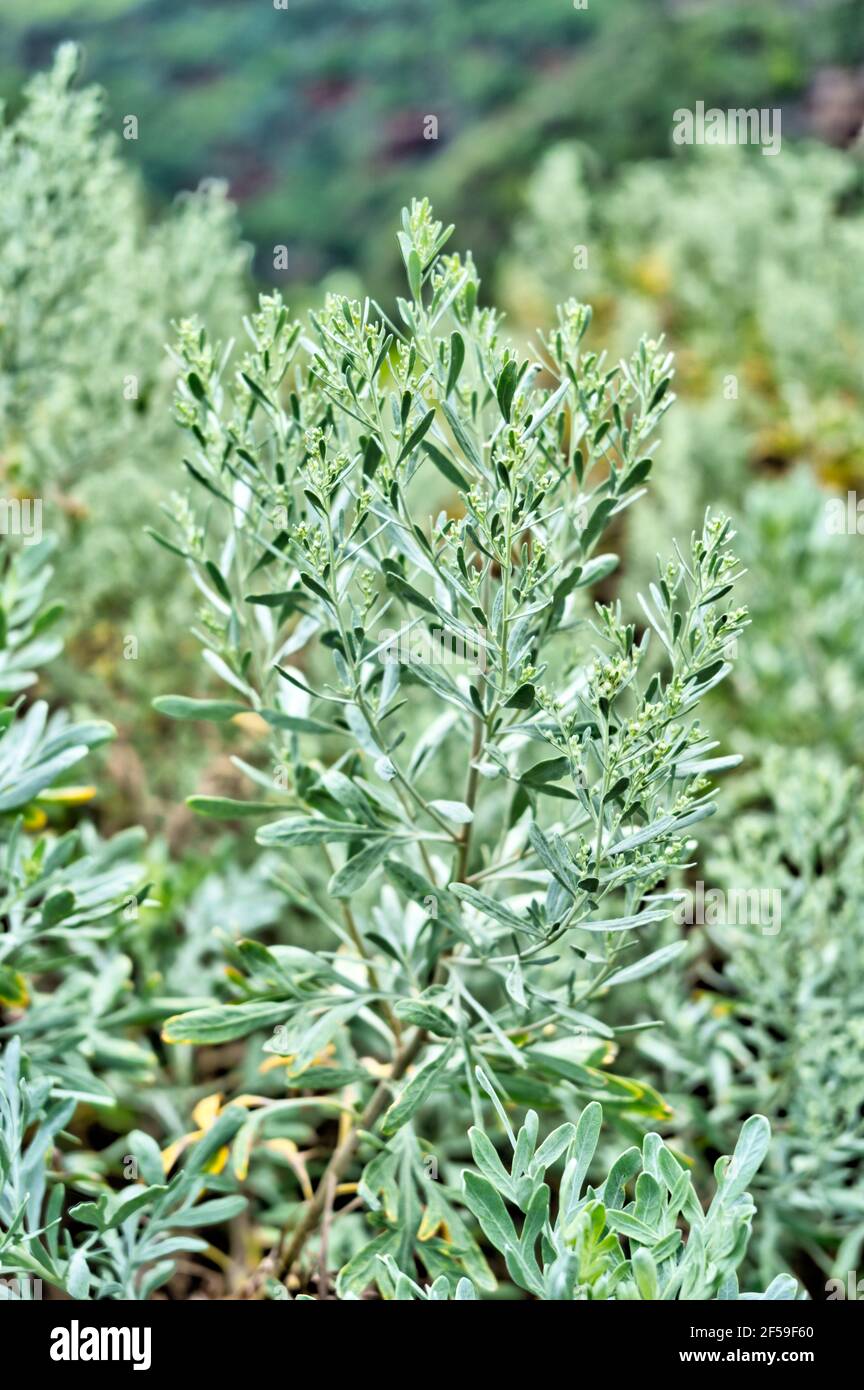 Flora of la palma island hi-res stock photography and images - Alamy