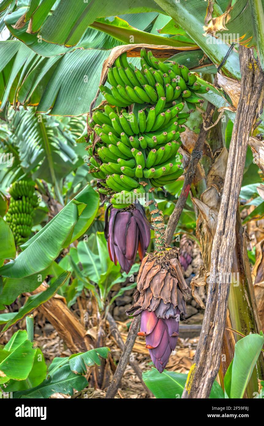 Flora of la palma island hi-res stock photography and images - Alamy