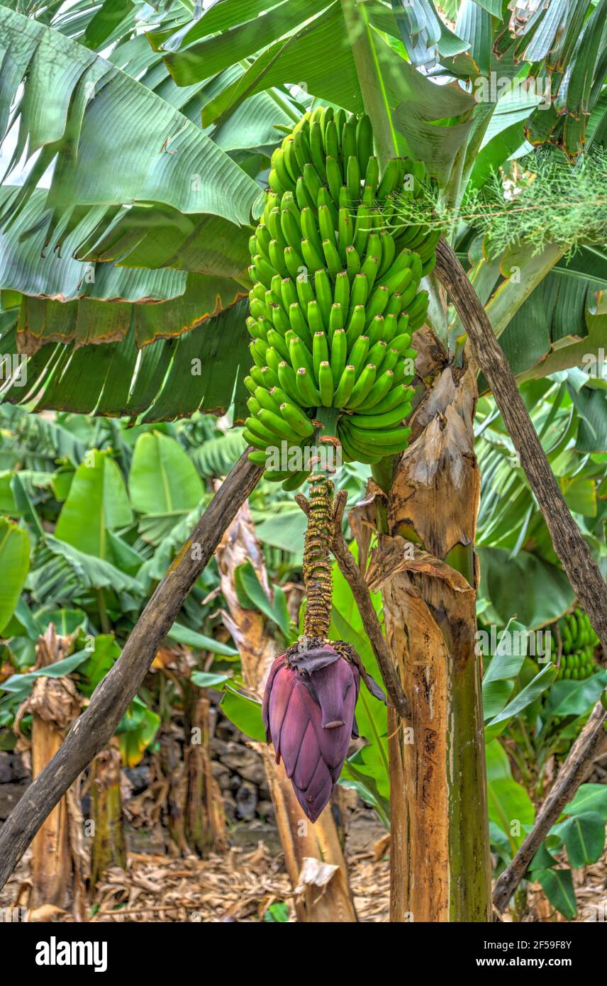 Flora in La Palma island, Spain Stock Photo - Alamy