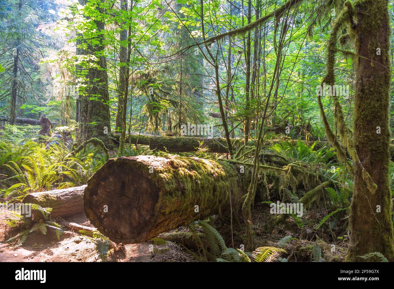 geography / travel, Canada, Vancouver Island, Macmillan Provincial Park ...