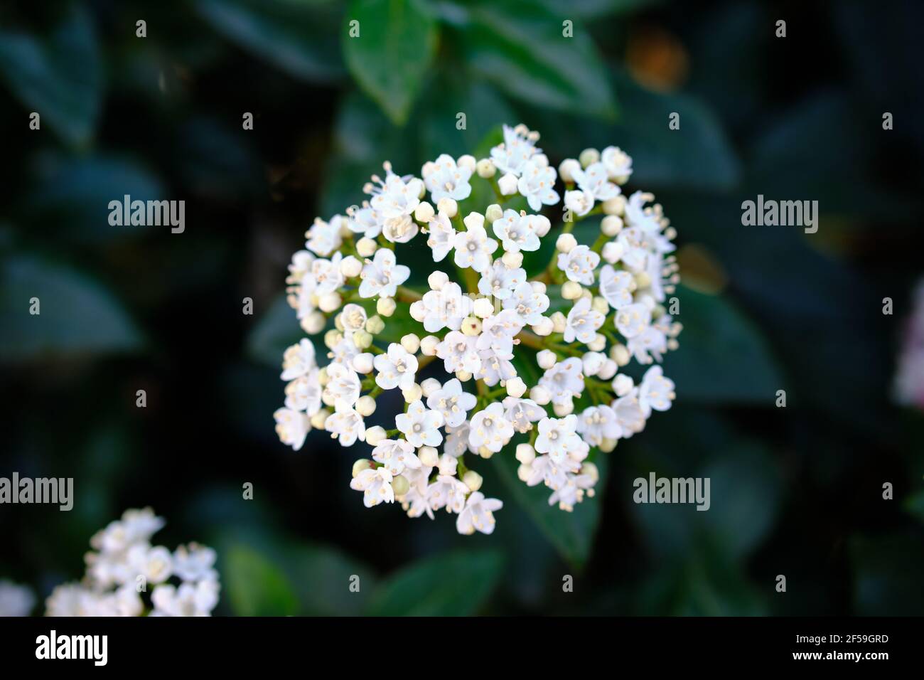 Close-up of Wayfaring tree flowers. Many small identical five-petalled ...
