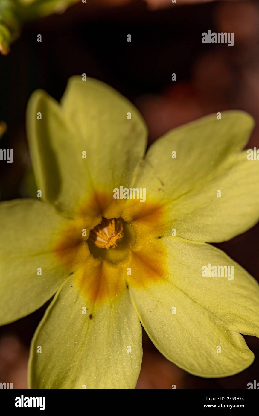Rose and white primrose hi-res stock photography and images - Alamy