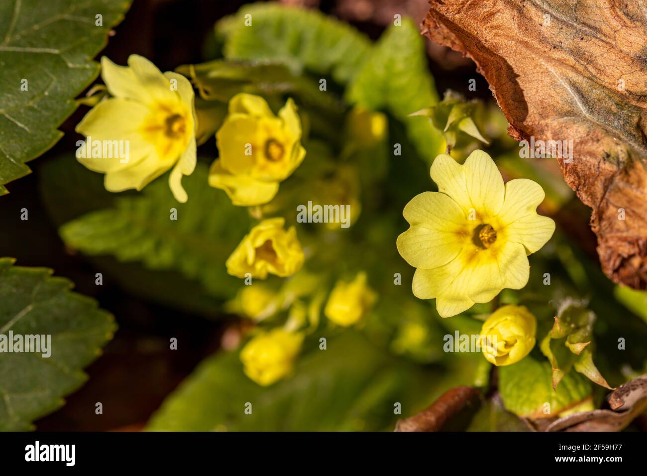 Bunch of yellow flowering primroses hi-res stock photography and images ...