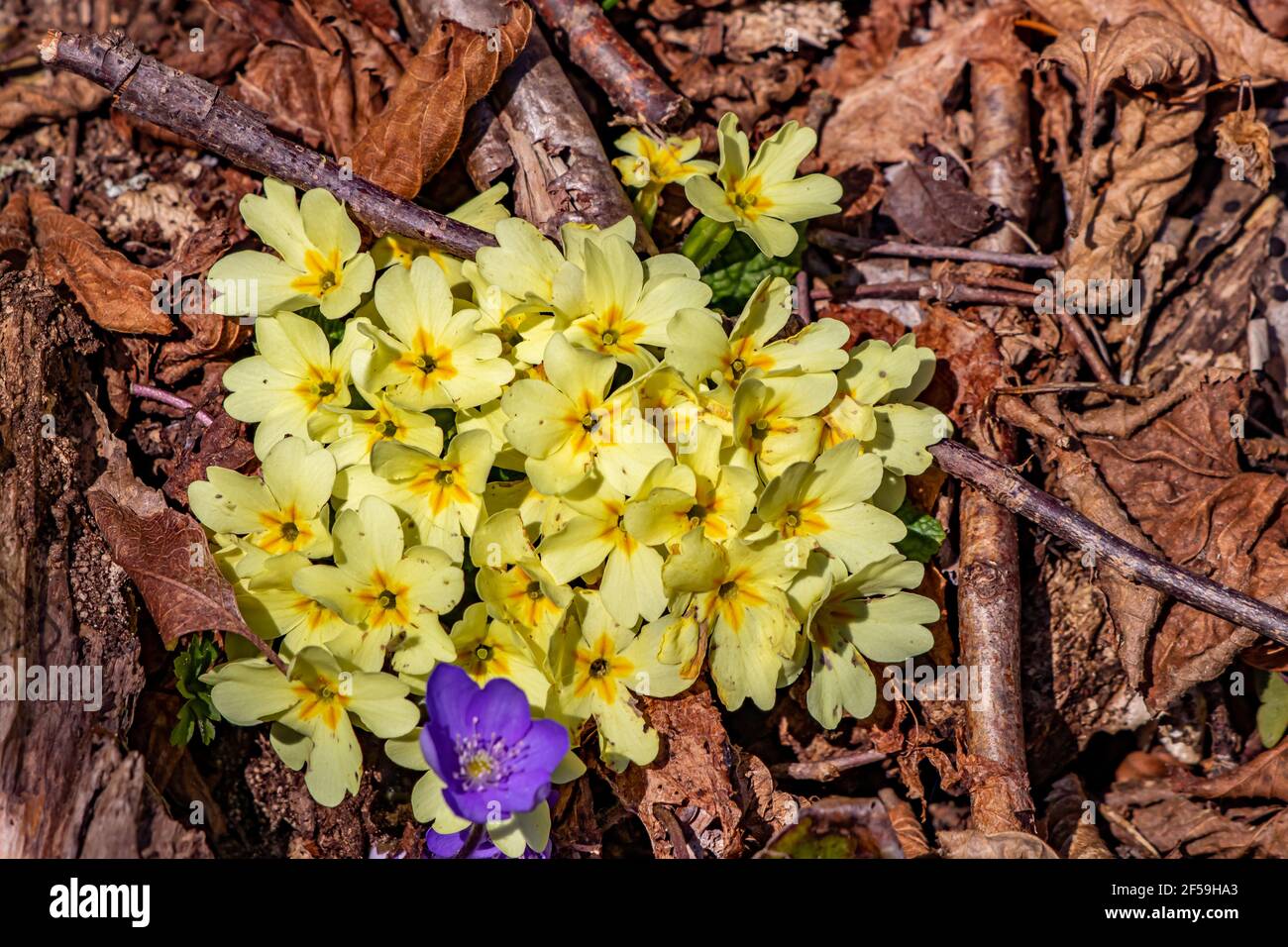 Rose primrose hi-res stock photography and images - Alamy