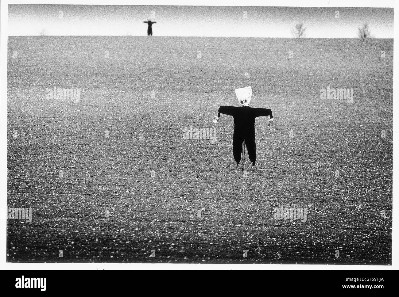Scarecrow in a field in Magoghills Cambridgeshire Stock Photo - Alamy