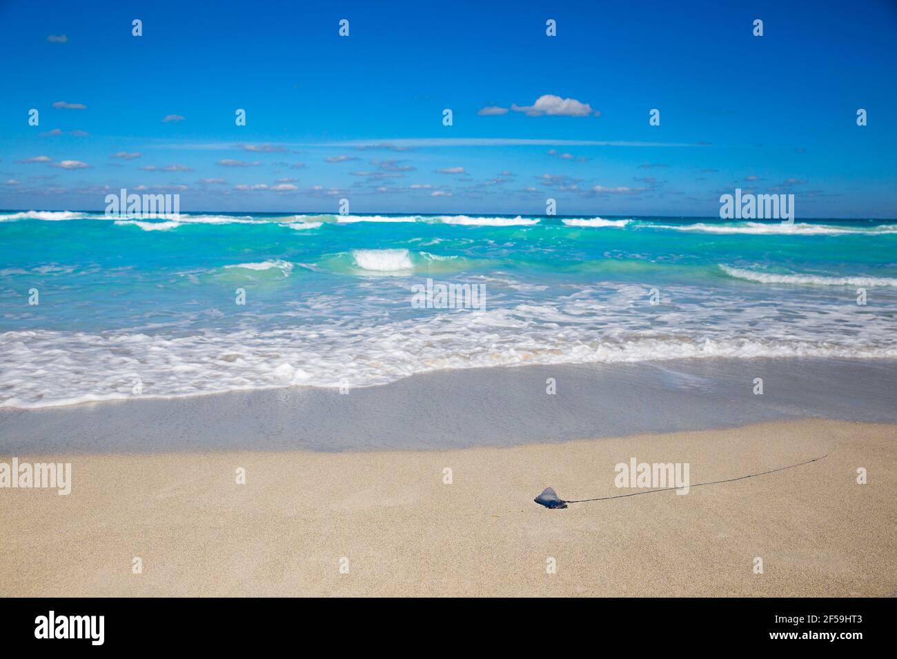 Cuba, Varadero, Jelly fish on Varadero beach Stock Photo - Alamy