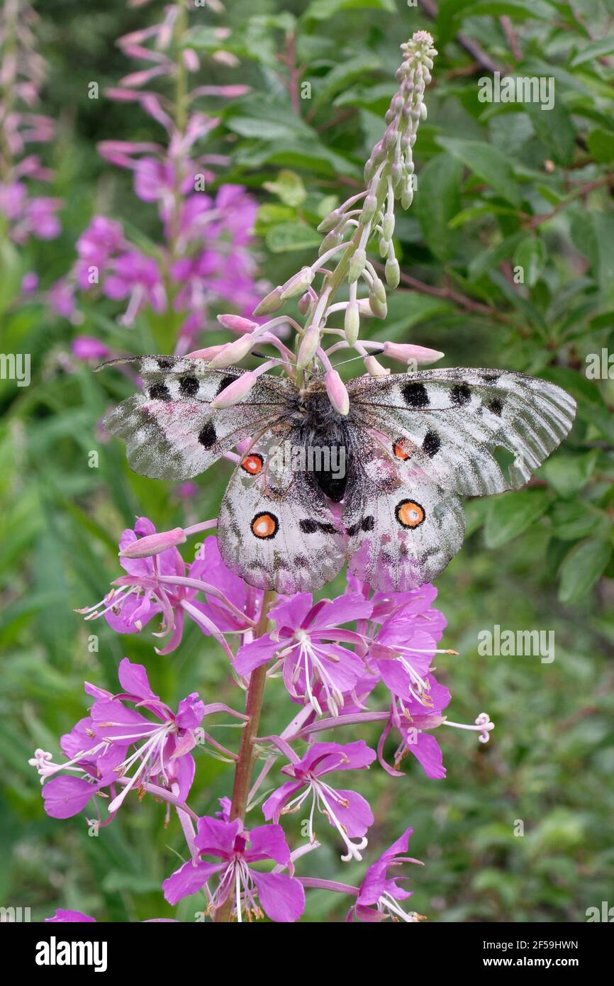 Snow apollo butterfly hi-res stock photography and images - Alamy