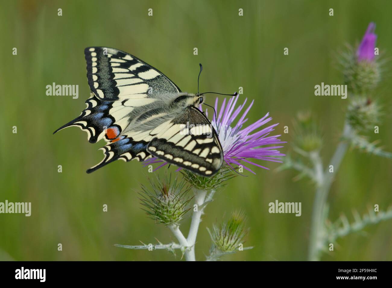 Old World swallowtail or Common yellow swallowtail (Papilio machaon Stock Photo - Alamy