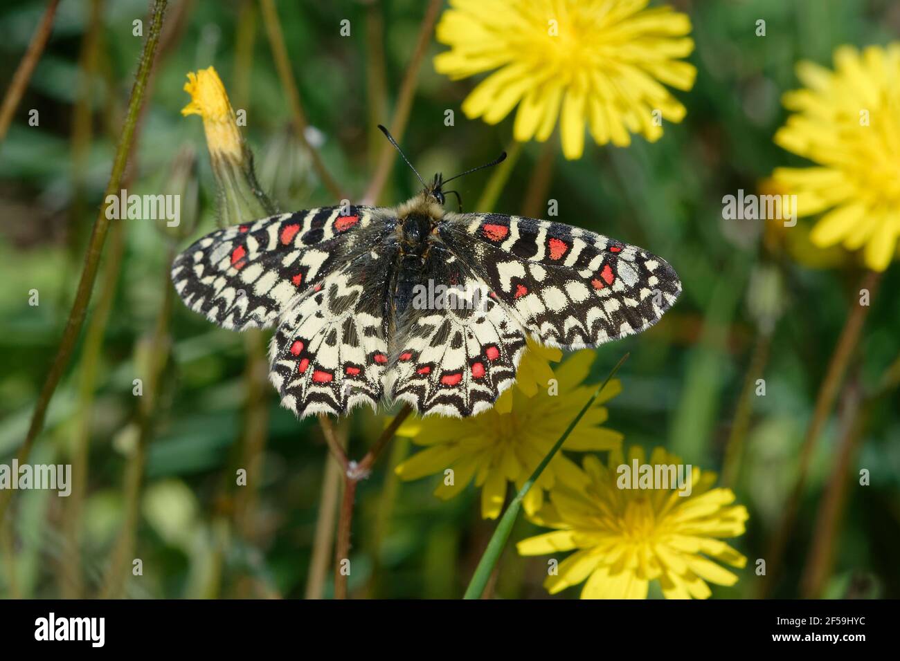 Spanish Festoon (Zerynthia rumina Stock Photo - Alamy