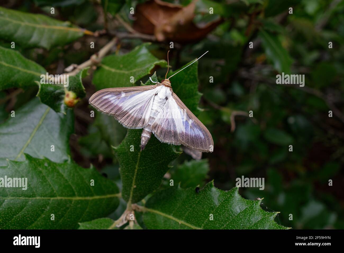 Box tree moth (Cydalima perspectalis Stock Photo - Alamy