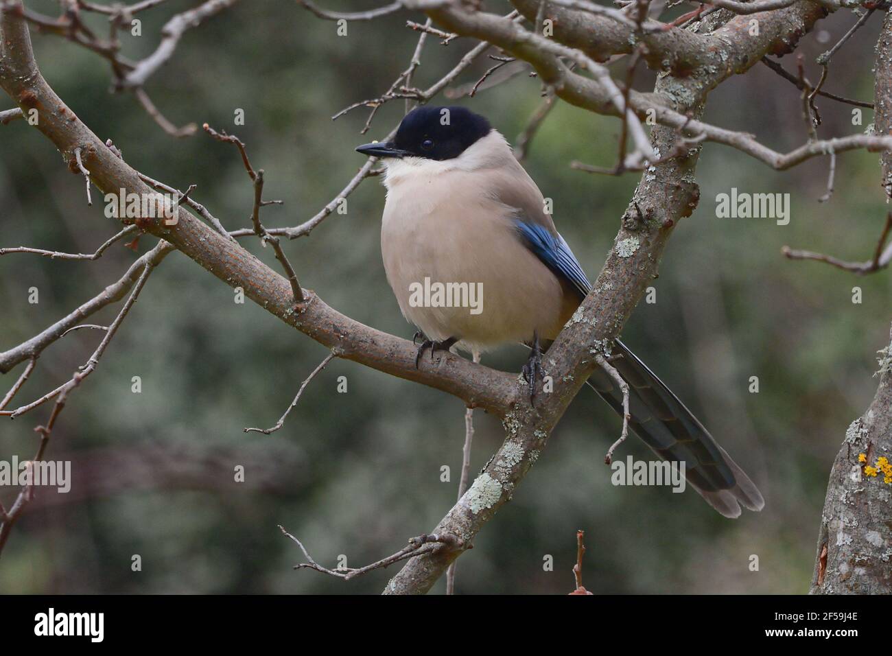 Azure-winged Magpie (Cyanopica cyanus) in Sierra Morena (Spain Stock ...