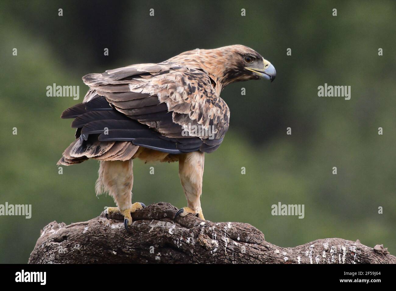Juvenile Spanish Imperial Eagle (Aquila adalberti) in the Sierra Morena ...