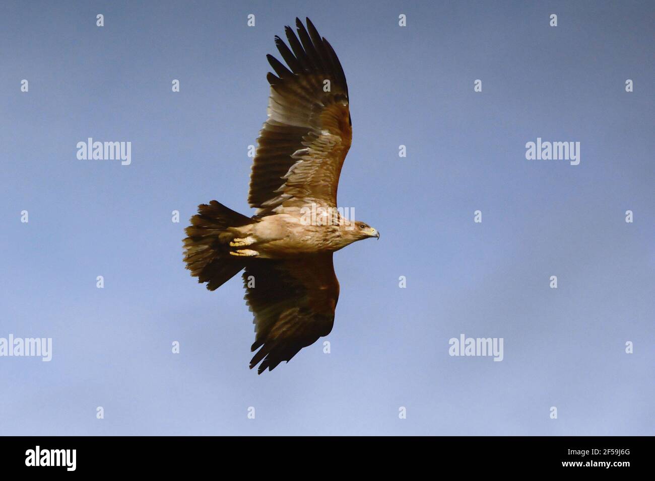 Juvenile Spanish Imperial Eagle (Aquila adalberti) in the Sierra Morena ...