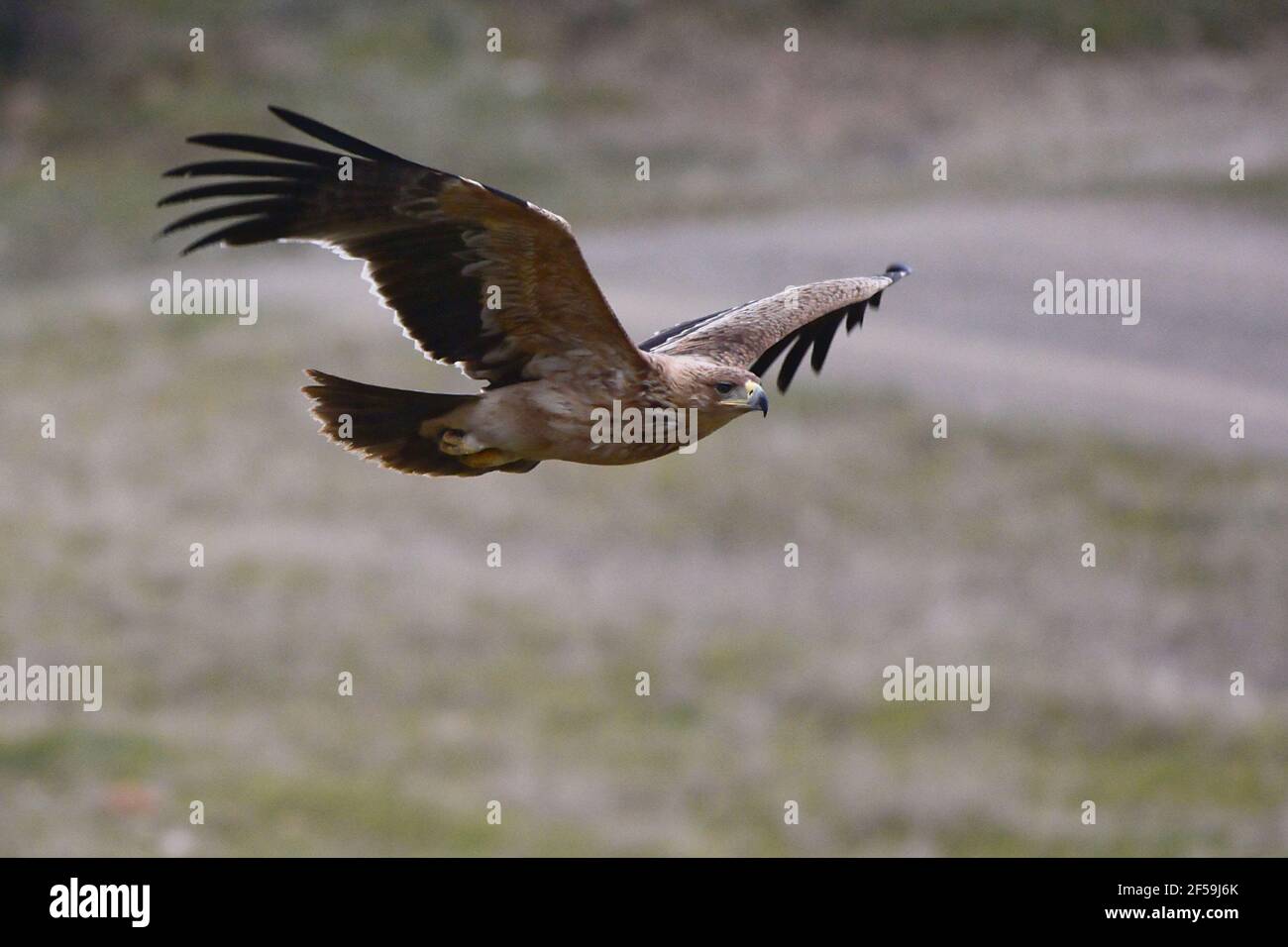 Juvenile Spanish Imperial Eagle (Aquila adalberti) in the Sierra Morena ...