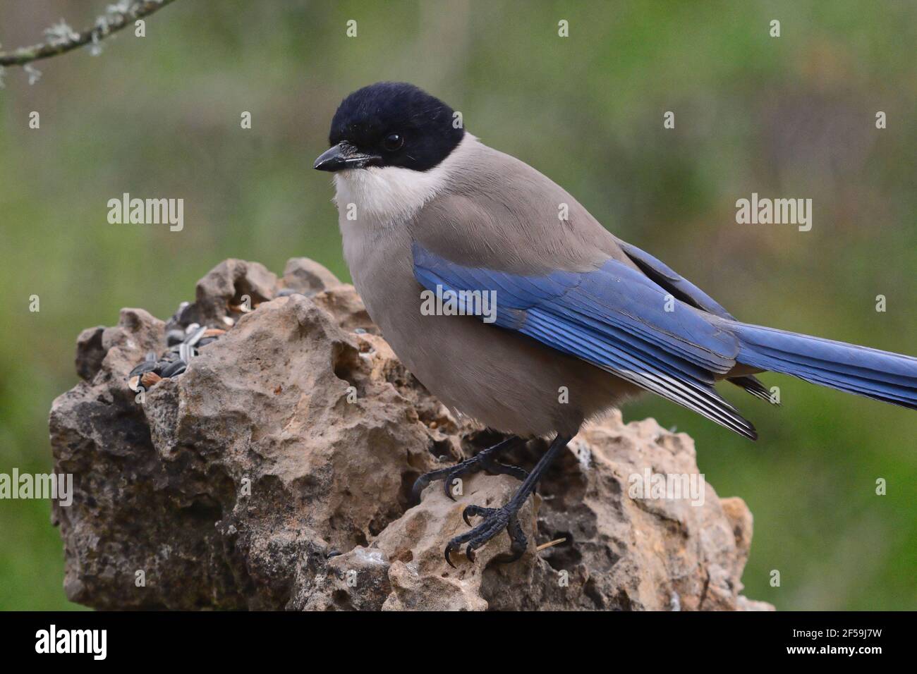 Azure-winged Magpie (Cyanopica cyanus) in Sierra Morena (Spain Stock ...