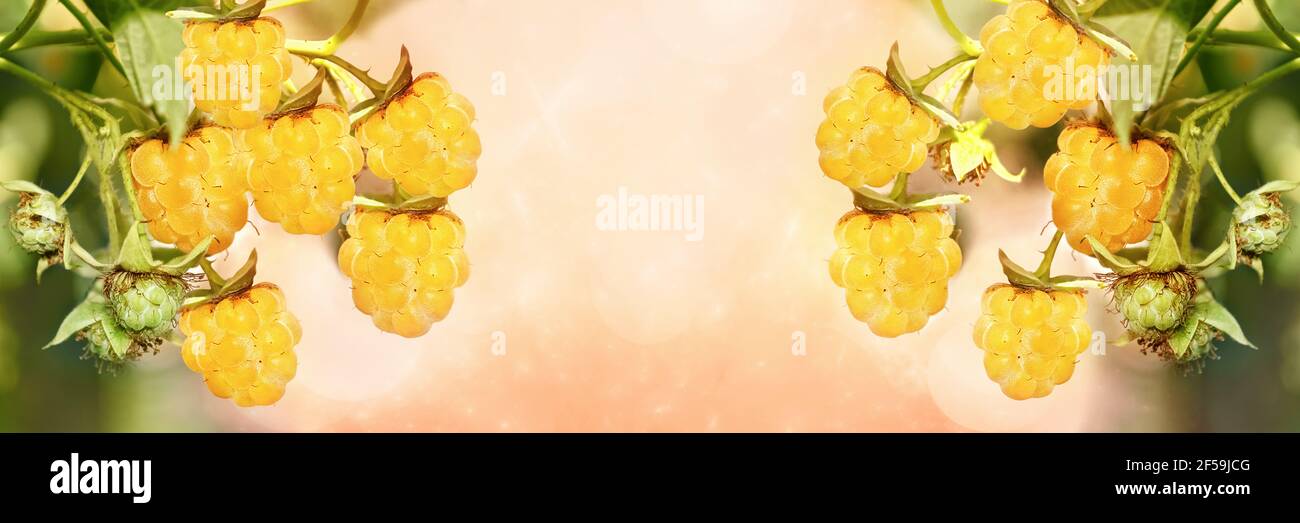 Yellow ripe raspberries on a branch, wide-screen unfocused background ...