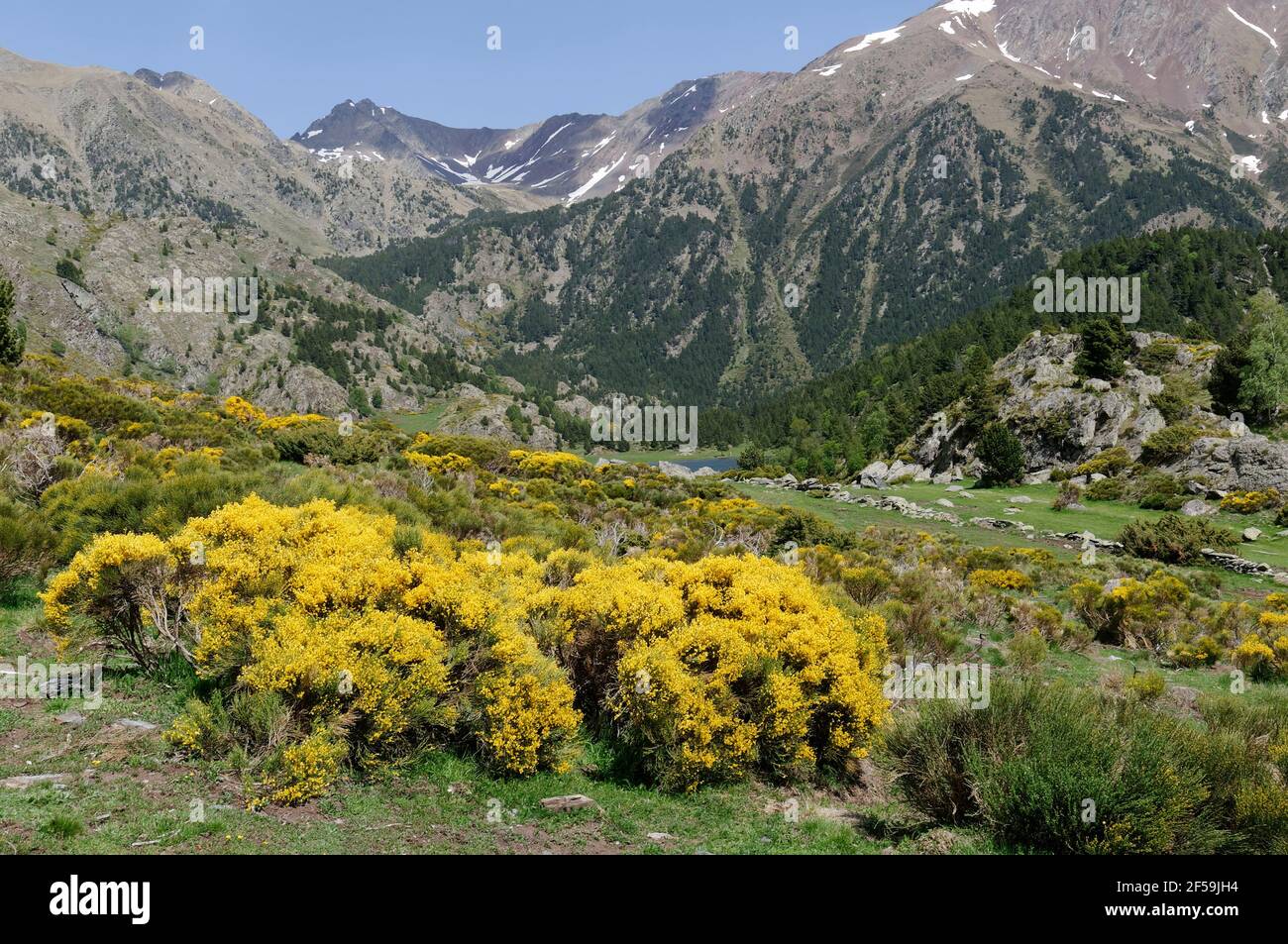 Genets hi-res stock photography and images - Alamy