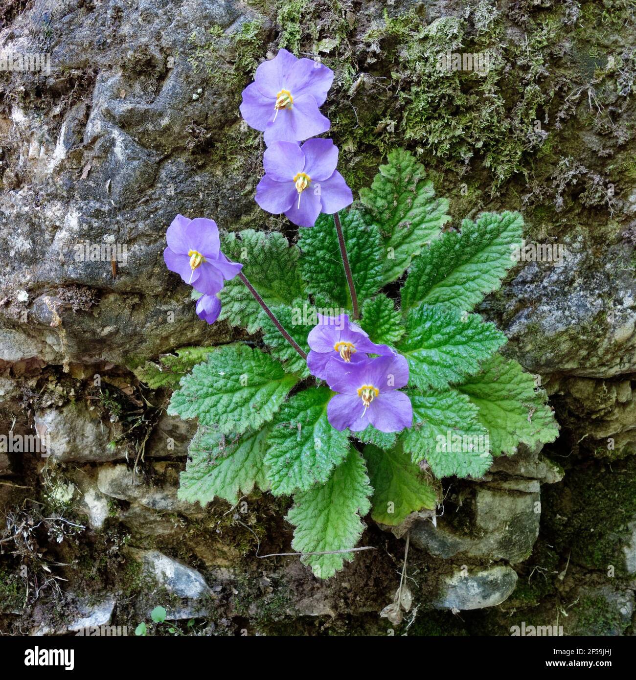 Pyrenean-violet or Rosette mullein - Ramonda myconi - Pyrénées, France ...
