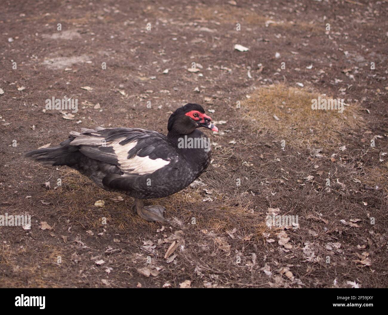 Musk duck in the countryside. poultry farming Stock Photo - Alamy