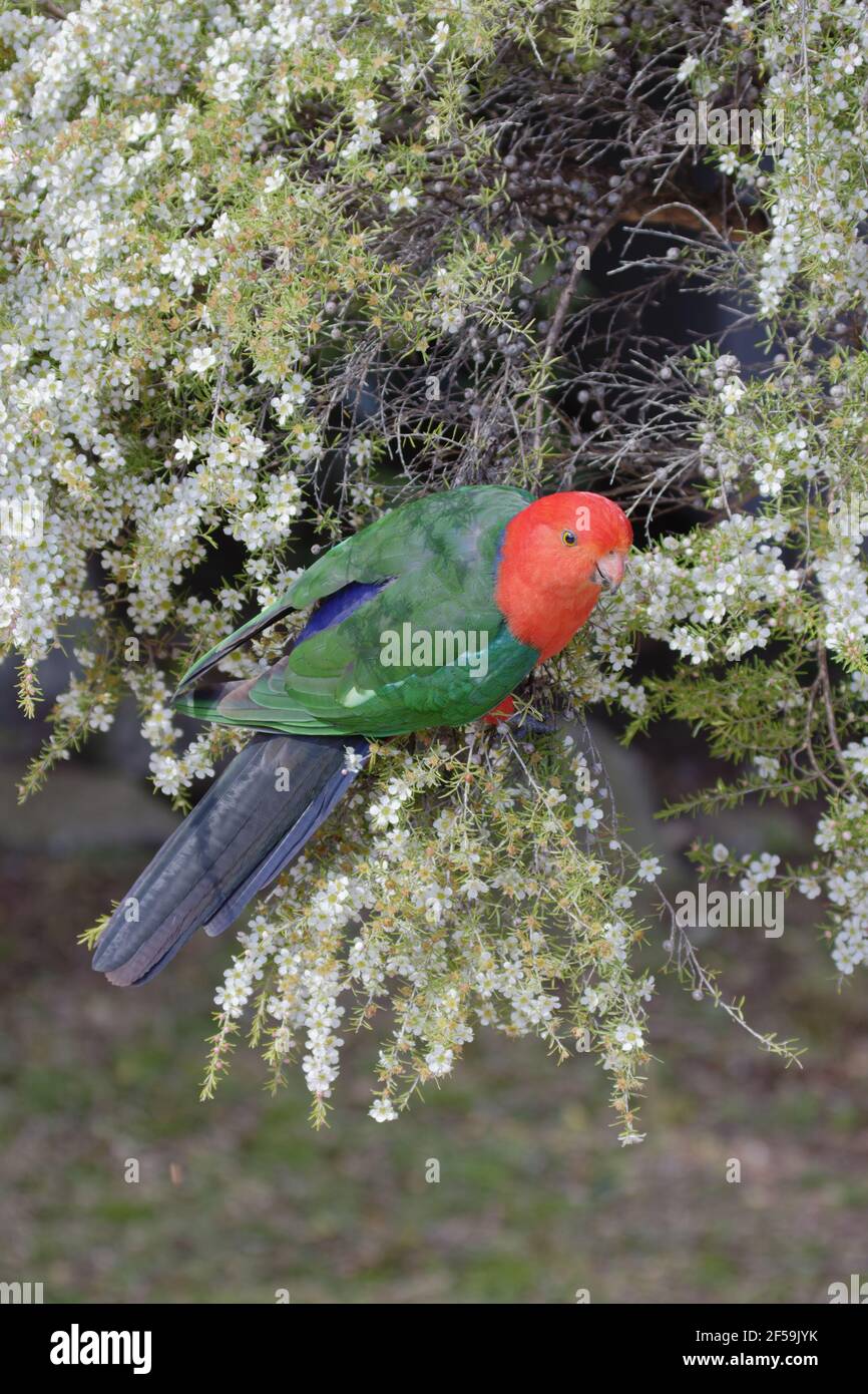 Australian King Parrot - male on flowering shrub Alisterus scapularis ...