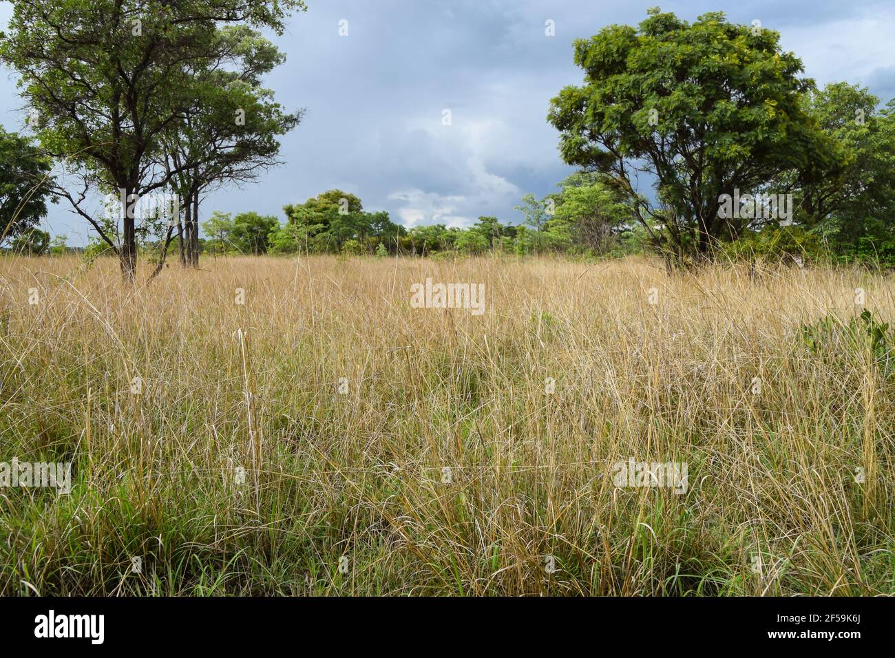 Tall grass in an African savannah in Zimbabwe Stock Photo - Alamy