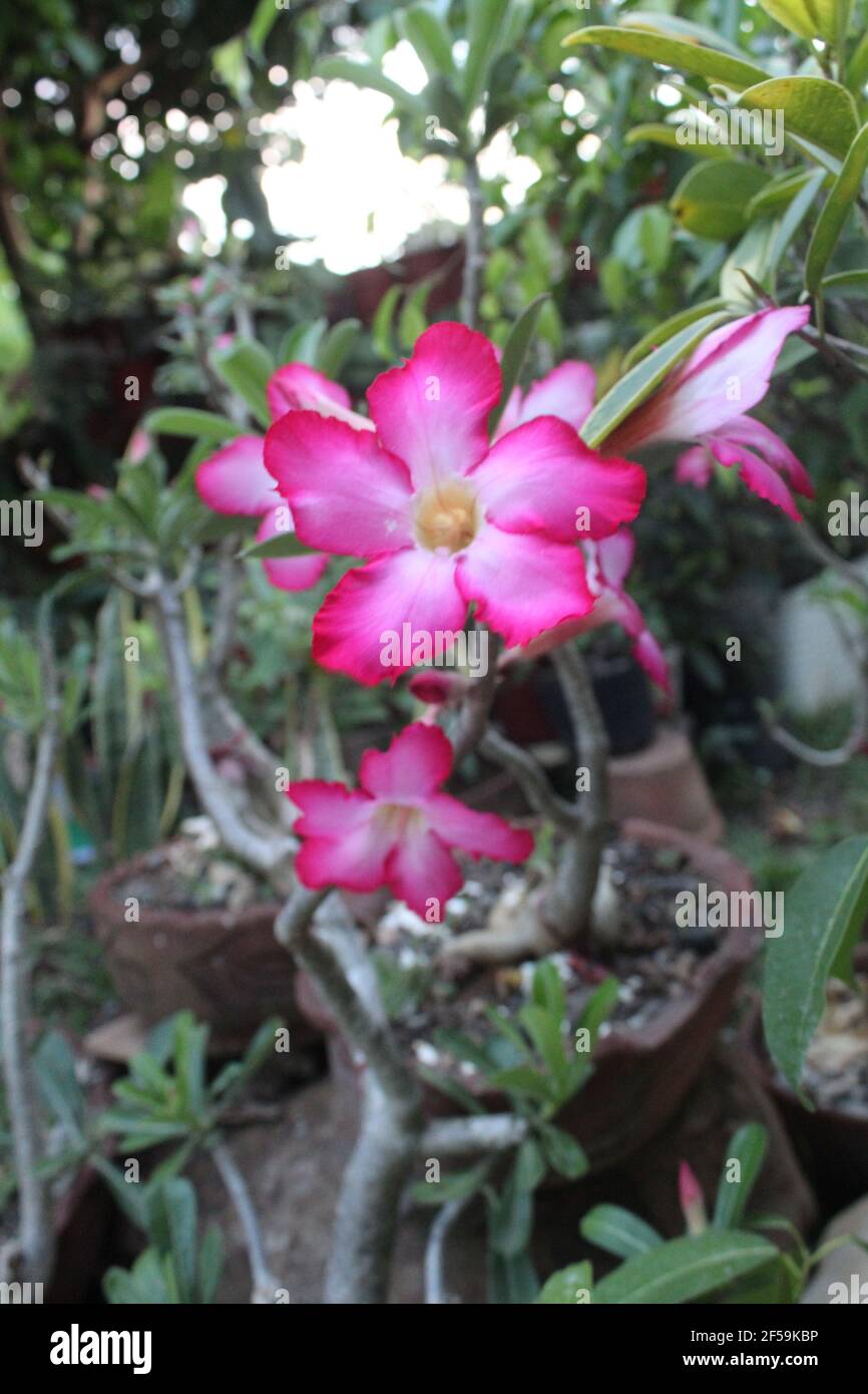 Vertical shot of a pink adenium flower in the garden Stock Photo - Alamy