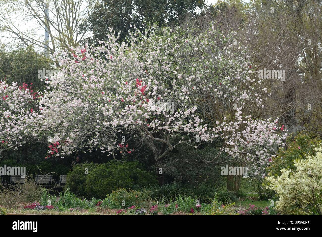 Peppermint Trees at Hampton Park and park visitors events and ...
