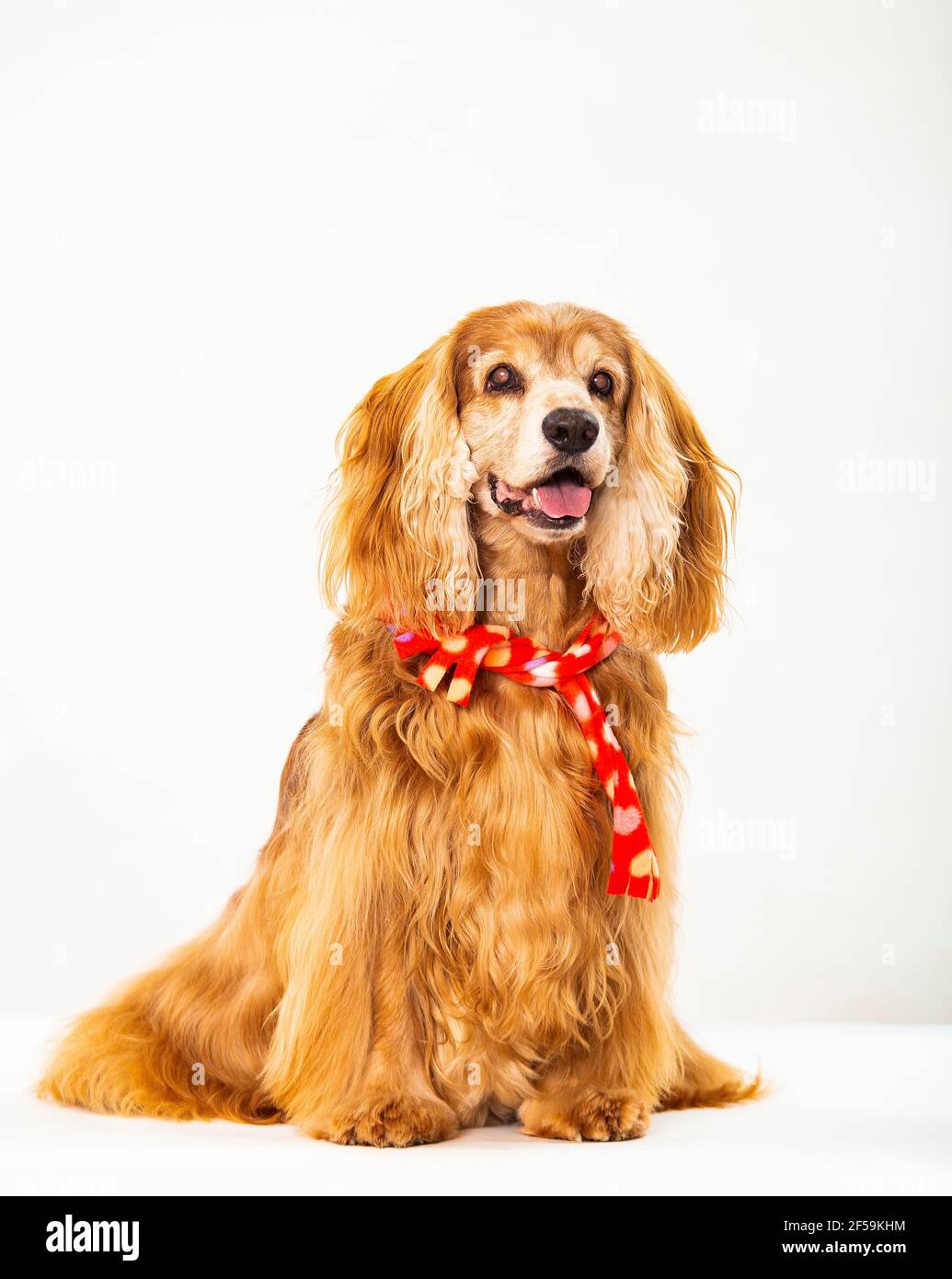 Older spaniel hi-res stock photography and images - Alamy
