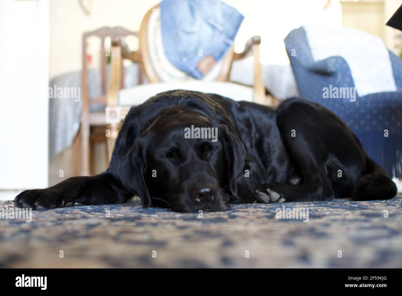 A persian carpet hi-res stock photography and images - Alamy