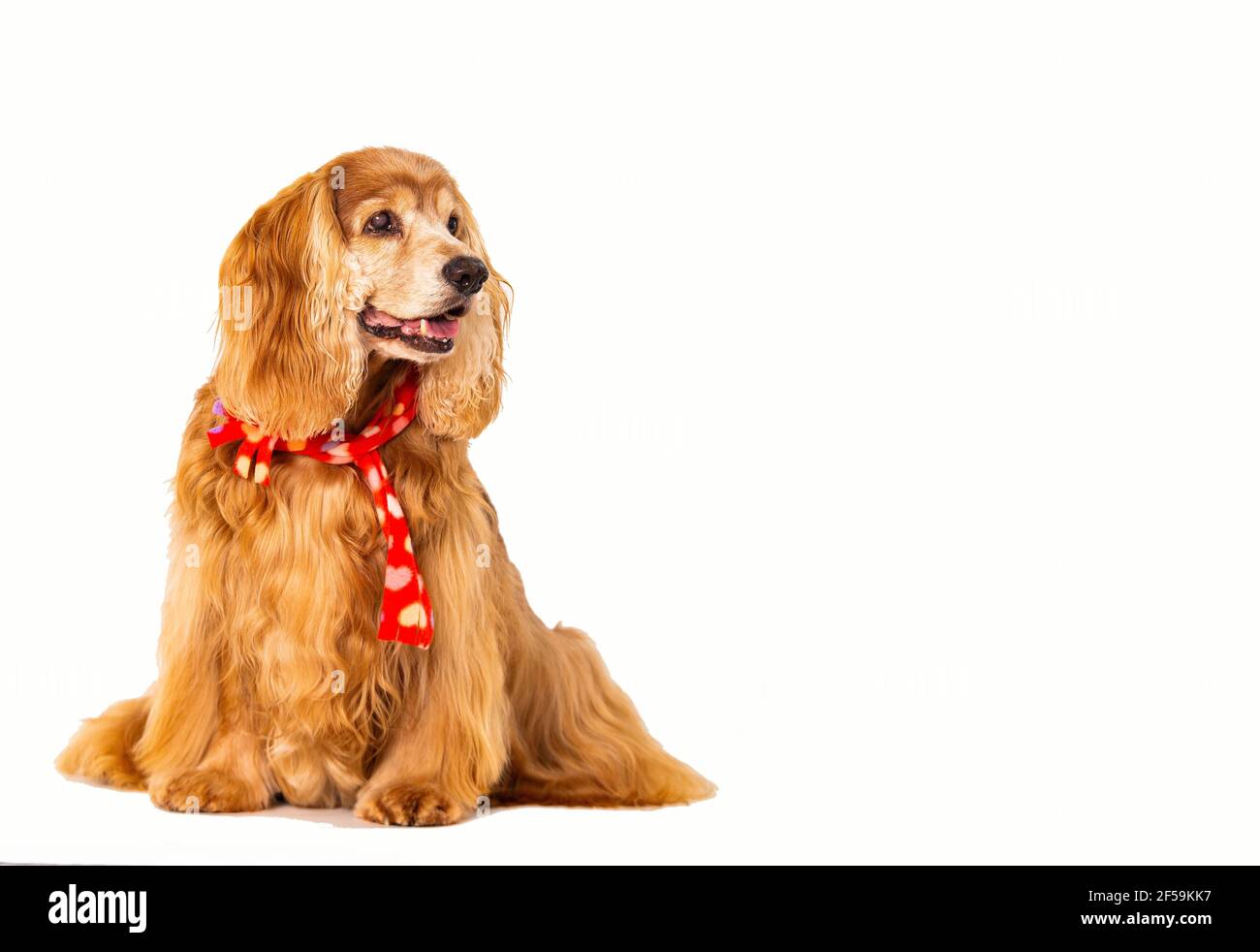 English Cocker spaniel dog with scarf on white background Stock Photo ...