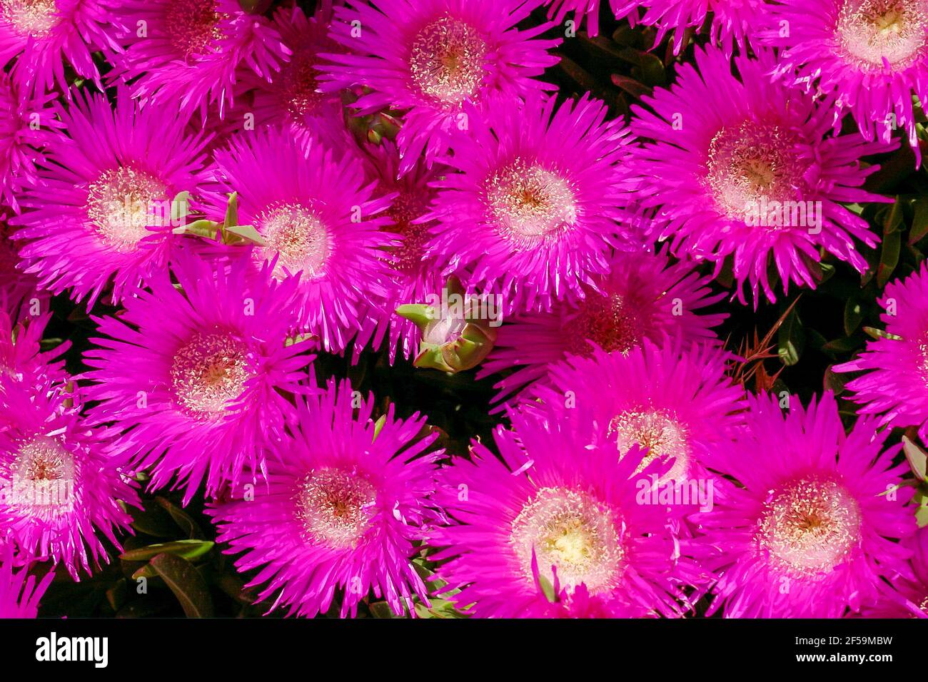 Ice plant delosperma flower hi-res stock photography and images - Alamy