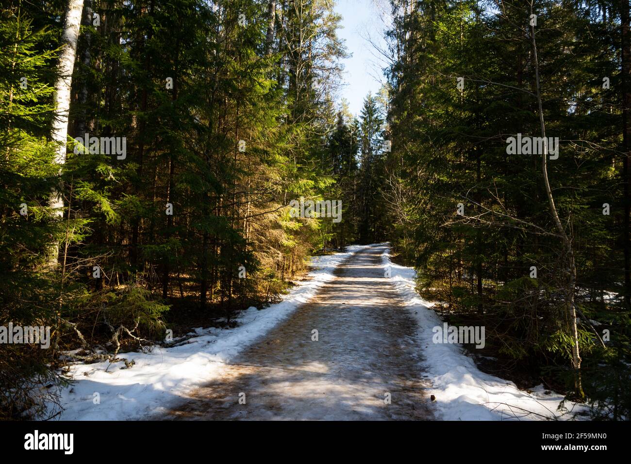 dirty mud path in a green coniferous forest for pedestrians in winter ...